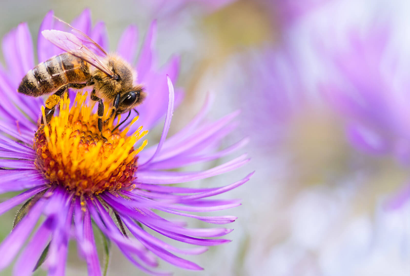 What’s the Buzz? - Features - Hormel Foods