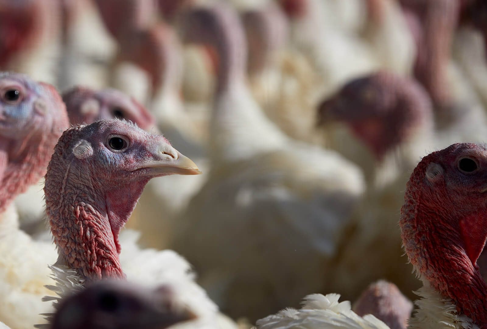 A Day on the Britains Turkey Farm - Inspired - Hormel Foods