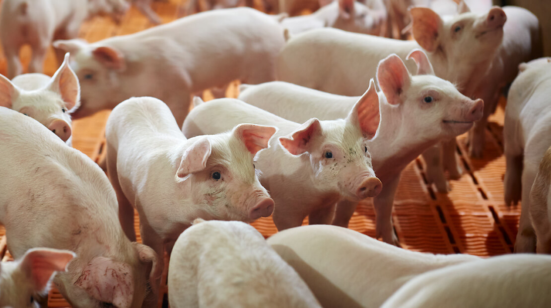 Temple Grandin Praises Hormel Foods for Hog Holding Facility Design ...